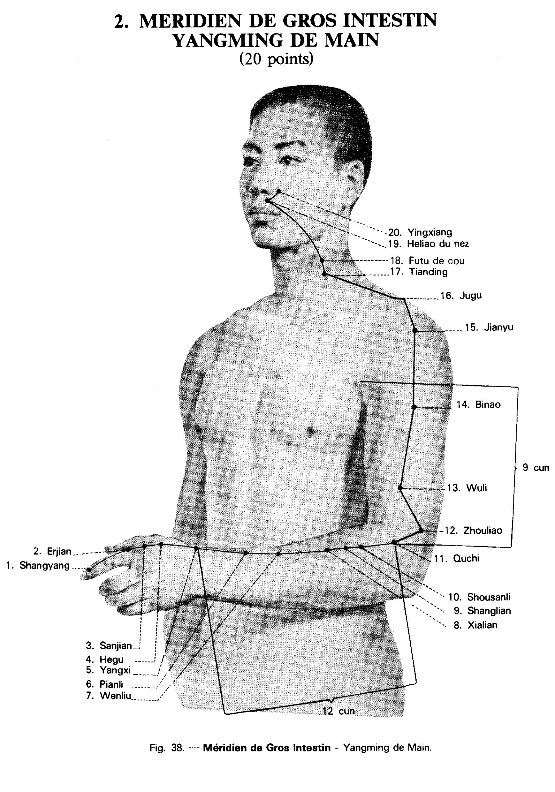 Le méridien du Gros Intestin - Zen Shiatsu Evian