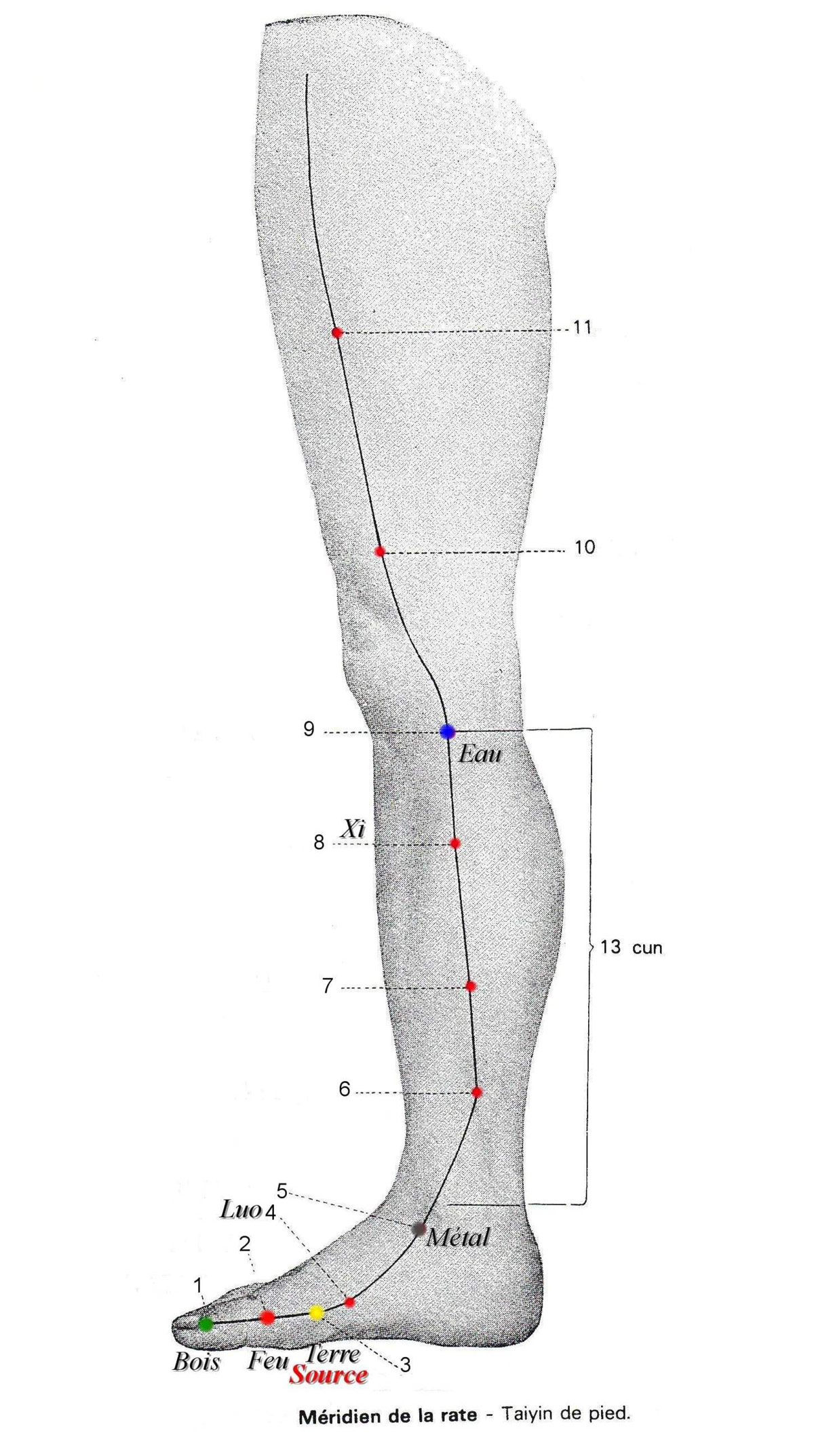 Le méridien de la rate - Zen Shiatsu Evian