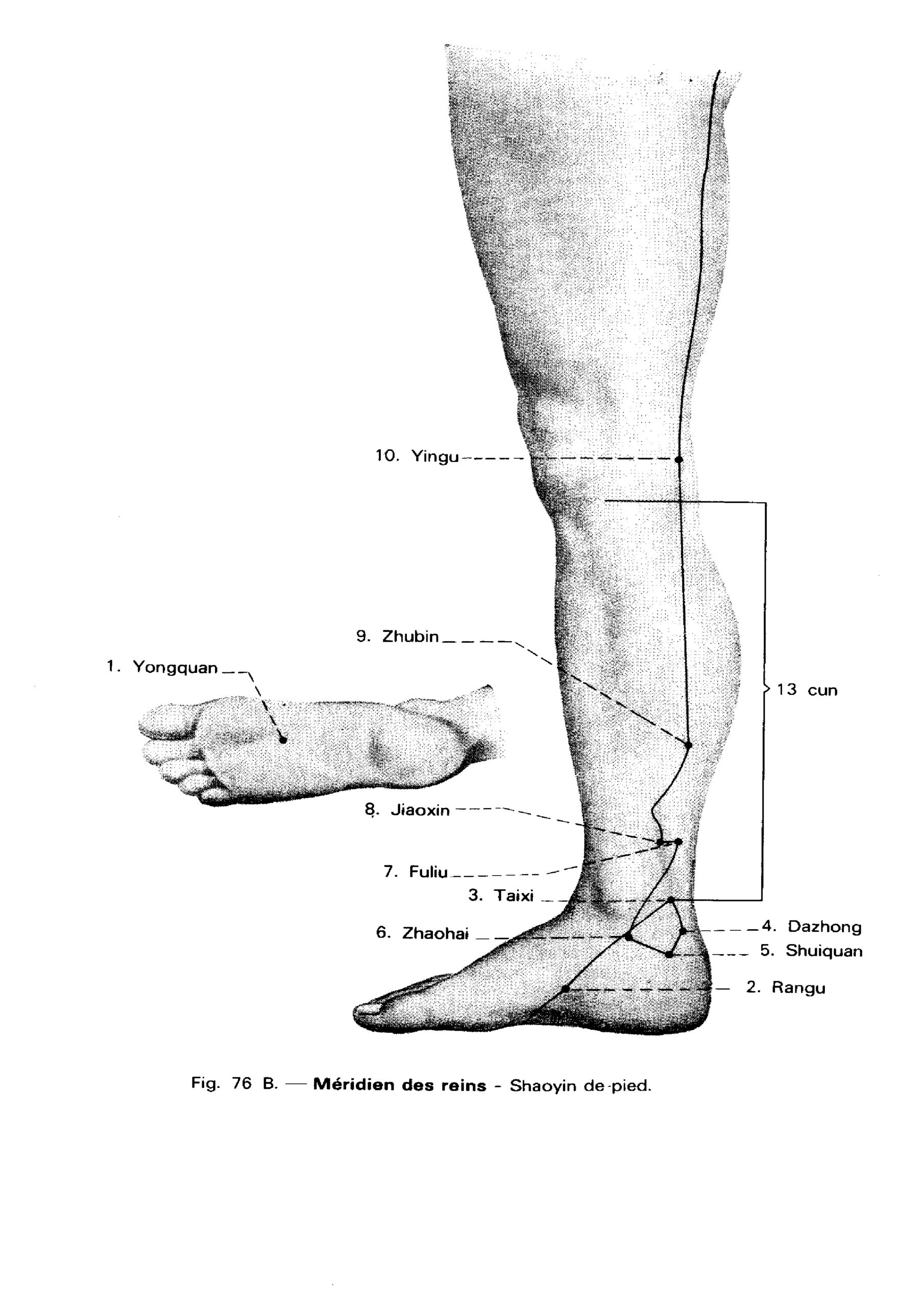 Le méridiens des Reins - Zen Shiatsu Evian