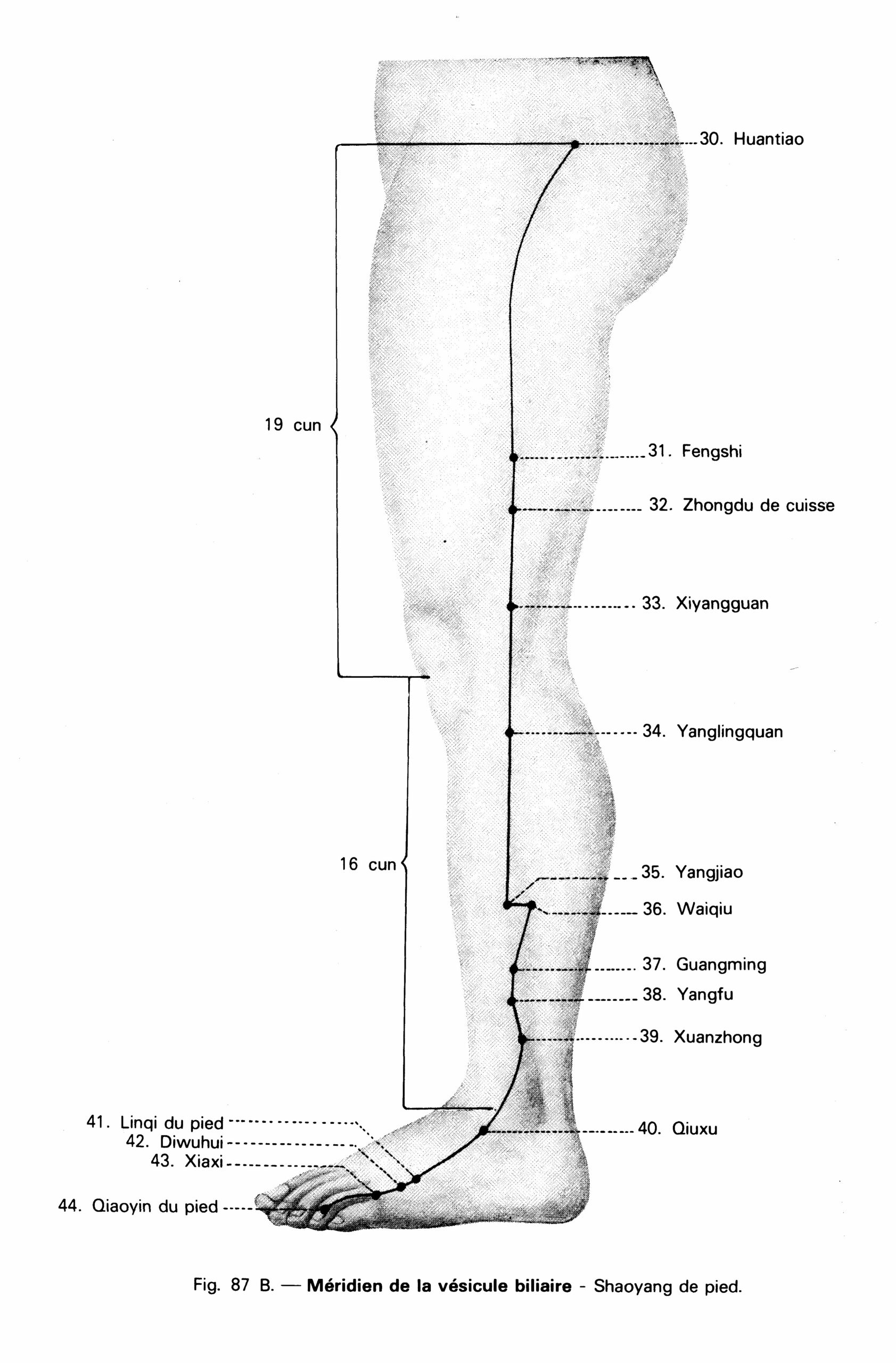 Le méridien de la Vésicule Biliaire - Zen Shiatsu Evian